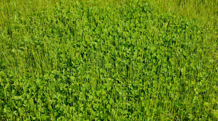 How To Grow Clover, Grass & Lawn Mixes | American Meadows