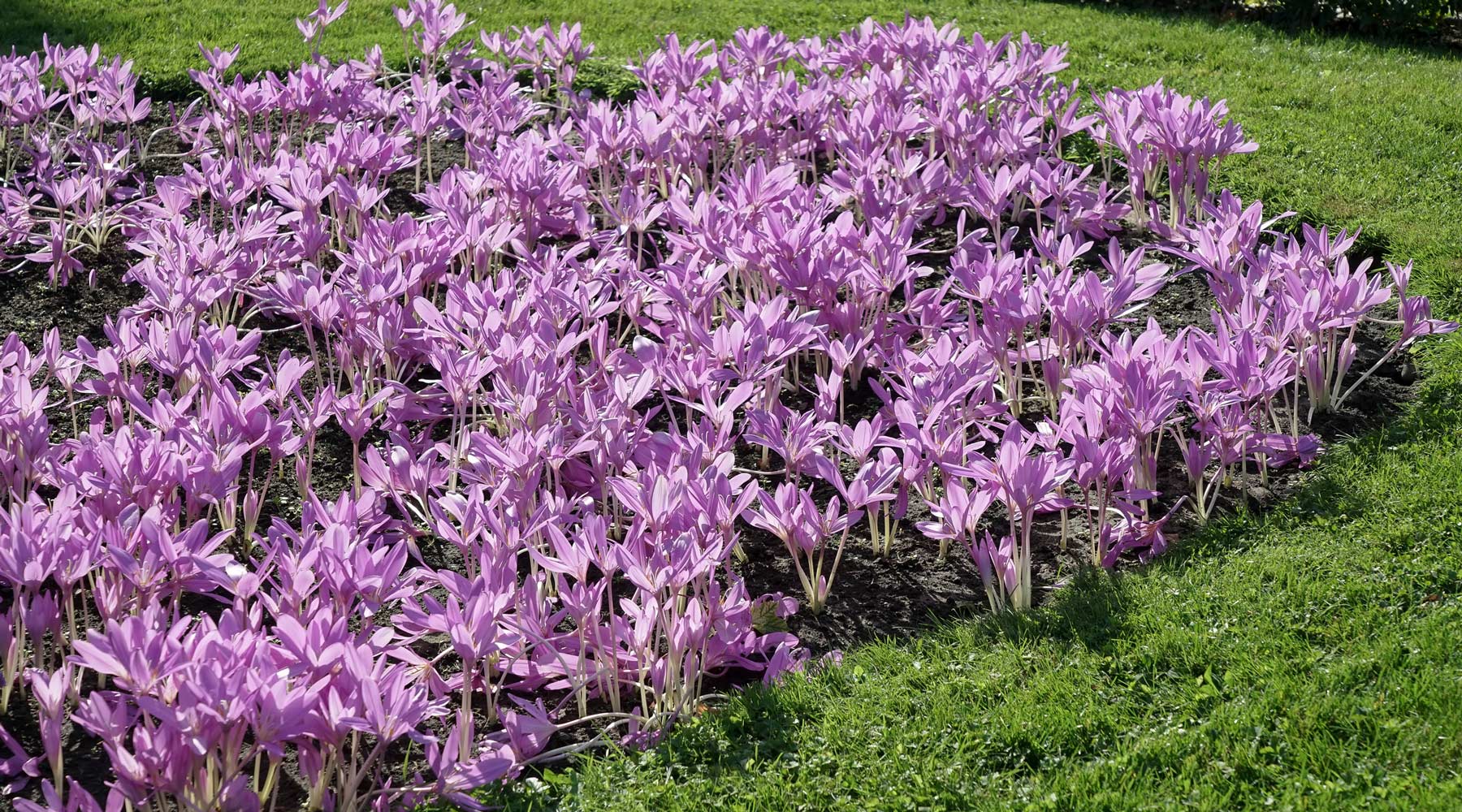 How to Grow Fall Flowering Crocus & Colchicum | American Meadows