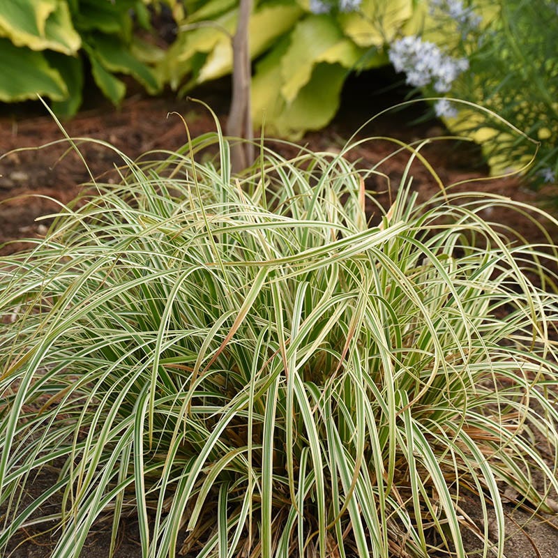 Feather Falls Sedge, Carex Feather Falls | American Meadows
