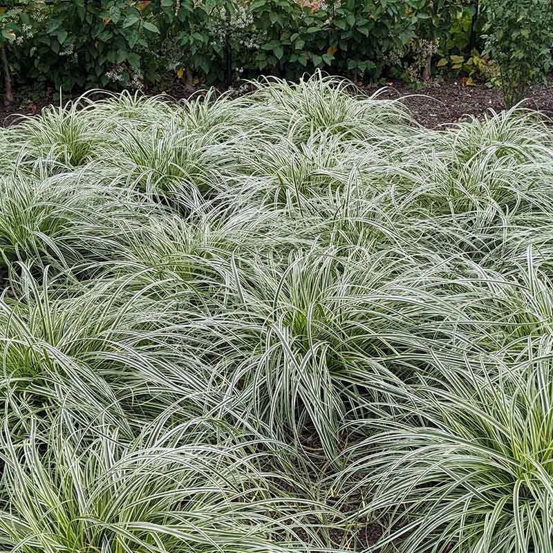 Feather Falls Sedge, Carex Feather Falls | American Meadows
