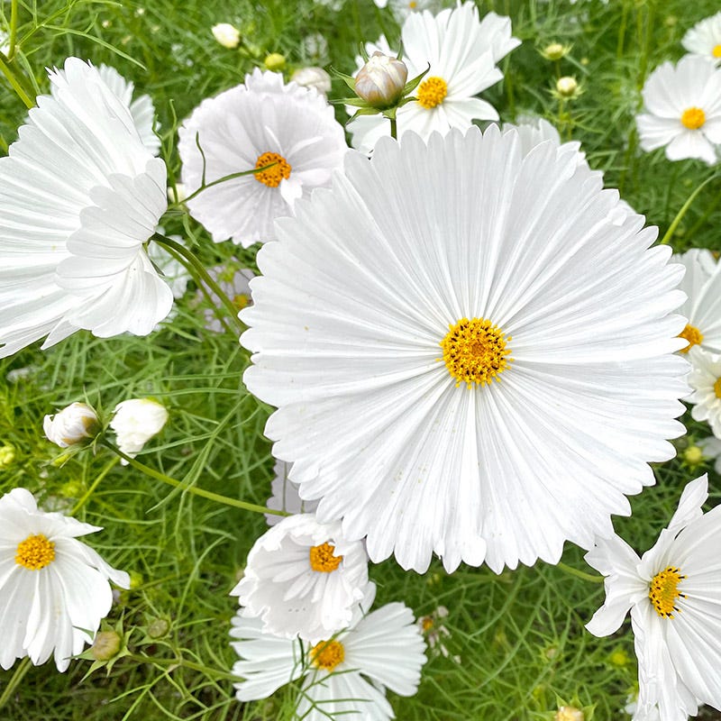 Cupcake White Cosmos | Unique Cup-Shaped Blooms