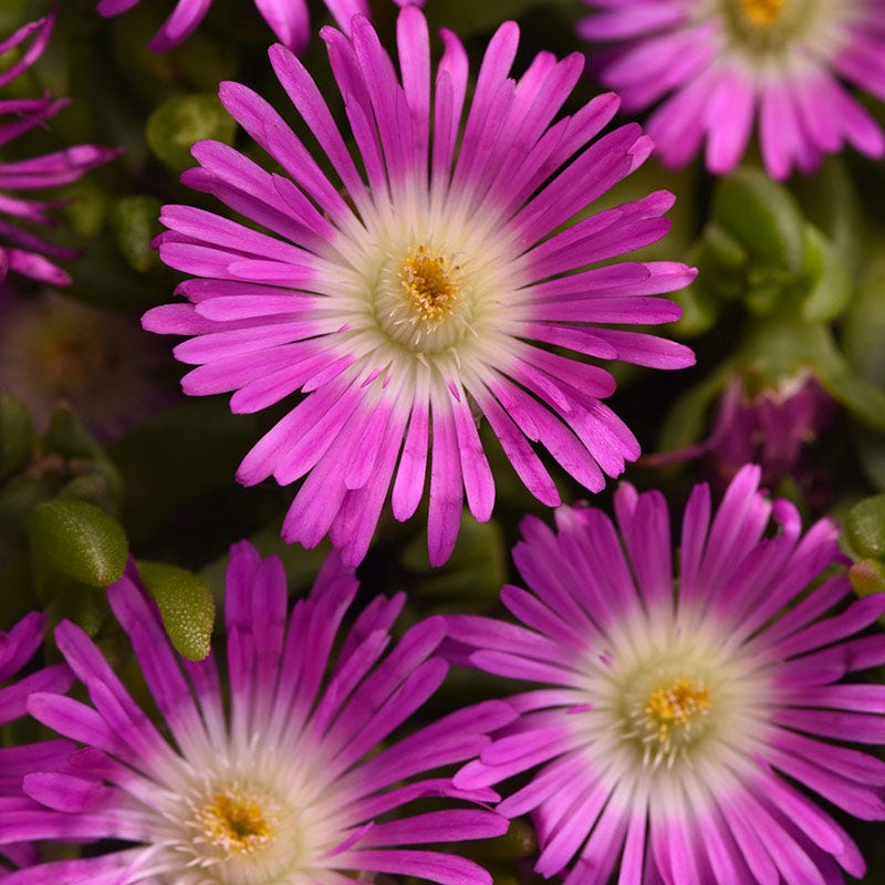 Ocean Sunset™ Violet Flare Ice Plant | Vibrant Succulent Carpet