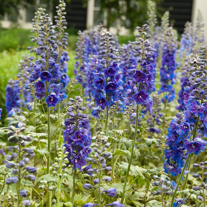 Guardian Blue Delphinium, Larkspur | American Meadows