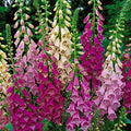 Foxy Hybrids Foxglove Mix, Digitalis | American Meadows