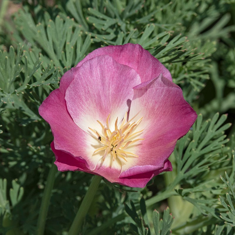 California Poppy Seeds Purple Gleam, Eschscholzia | American Meadows