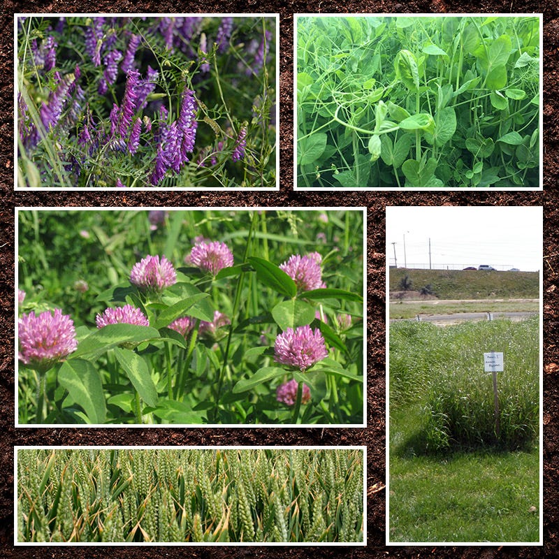 Fall Cover Crop Seed Mix | American Meadows