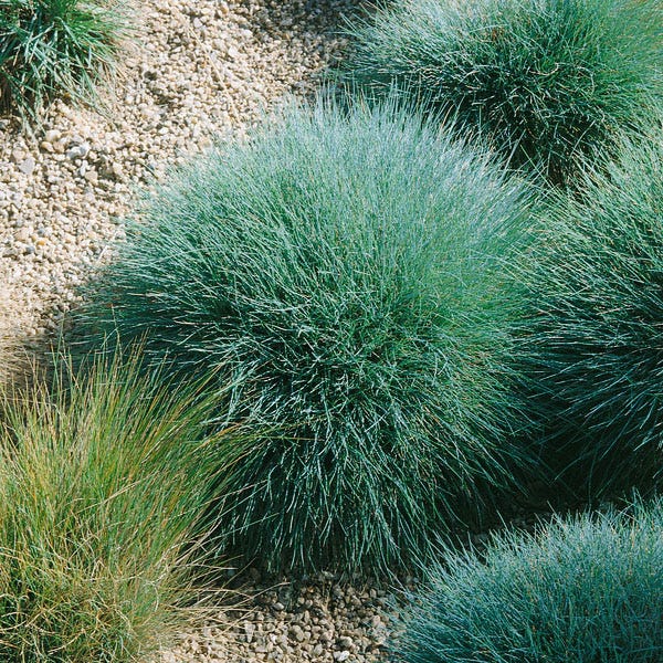 Sheep Fescue Grass Seeds, Festuca ovina | American Meadows