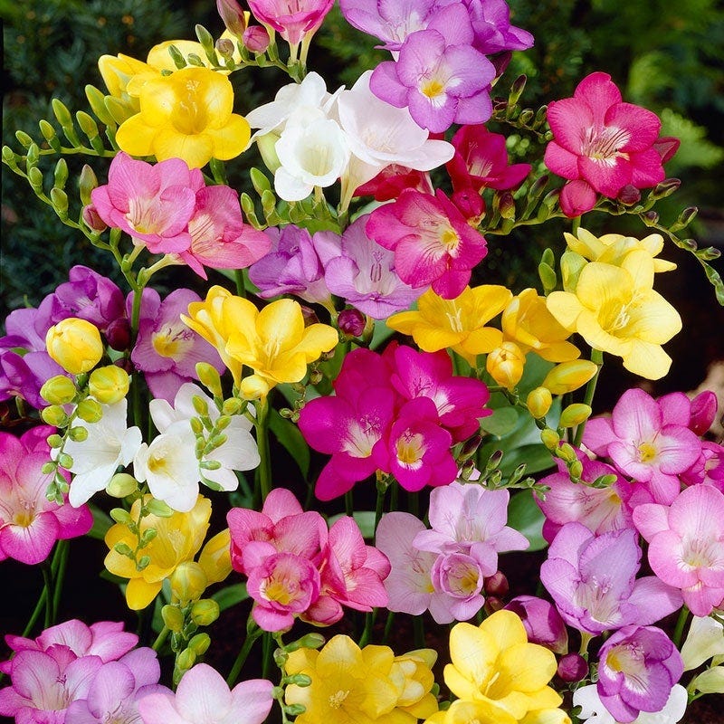 Single Freesia Mix Bulbs - Fall Planting for Spring Flowers | Order Now
