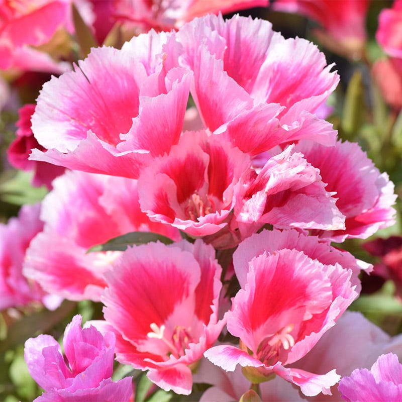 Godetia Seeds, Clarkia amoena | American Meadows