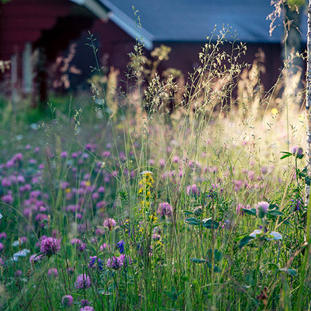 Shop Bulk Wildflower Packets | Single Species, Big Impact
