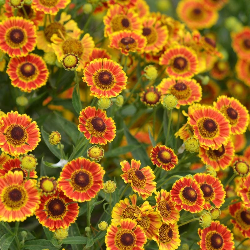 Mariachi™ Fuego Helenium | Pollinator Friendly Red-Gold Blooms