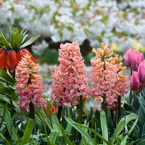 Flower Bulbs | Spring & Fall Planting Bulbs
