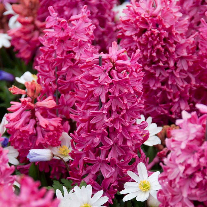 Jan Bos Hyacinth, Hyacinthus | American Meadows