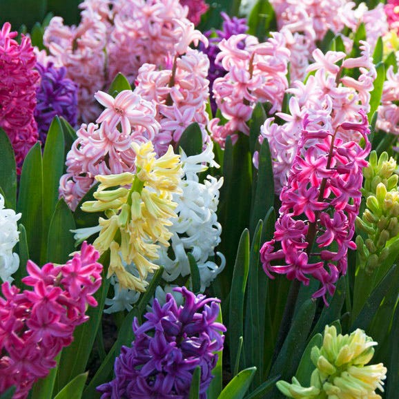 Hyacinth Mix, Hyacinthus | American Meadows