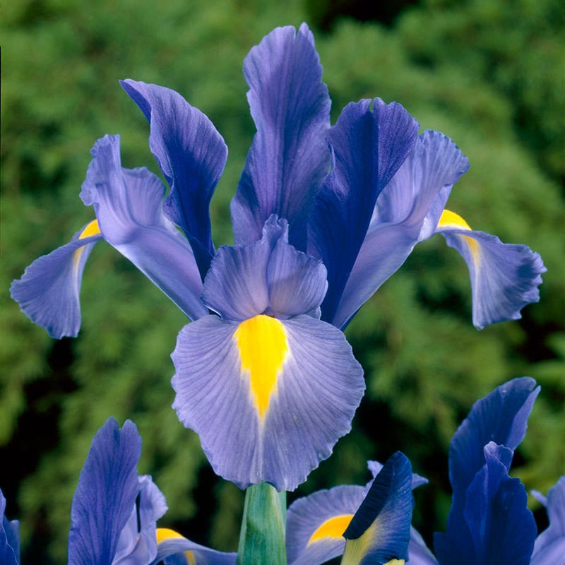 Sapphire Beauty Dutch Iris | American Meadows