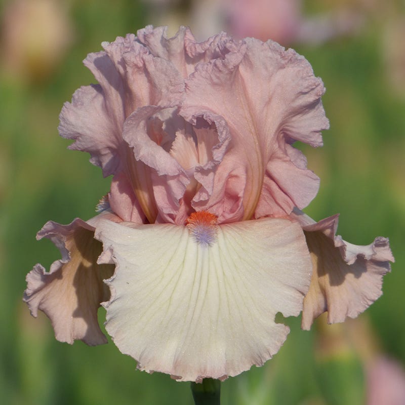 Island Blush Bearded Iris | Coral-Pink Petals On Tall Stems