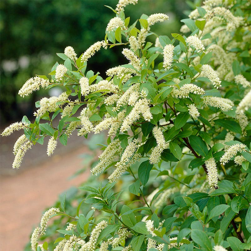 Henry's Garnet Virginia Sweetspire, Itea virginica | American Meadows