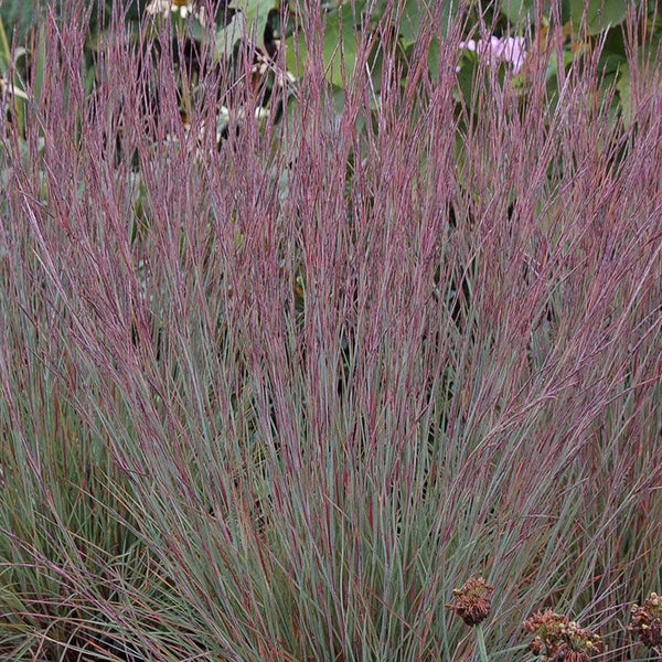 Jazz Little Bluestem Grass, Schizachyrium scoparium | American Meadows