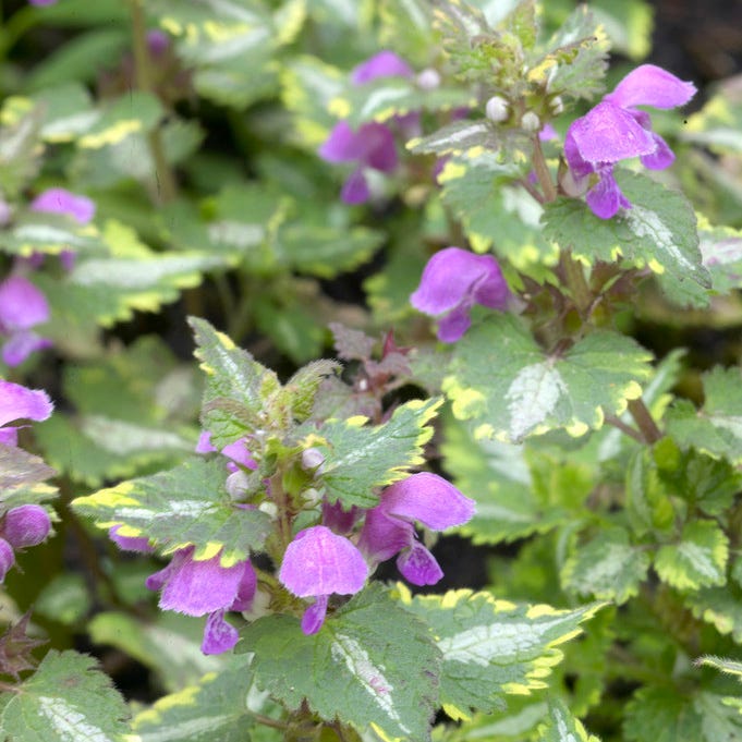 Golden Anniversary Lamium, Dead Nettle | American Meadows