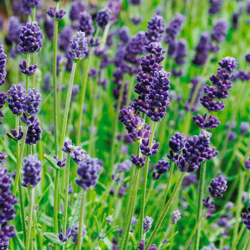 Lavance Deep Purple English Lavender | American Meadows