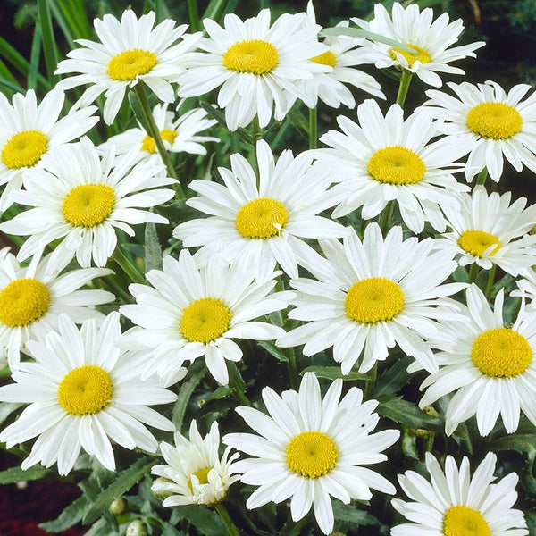 Snowcap Shasta Daisy, Leucanthemum | American Meadows