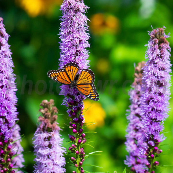 Giant Swallowtail Seed Packet Collection | American Meadows
