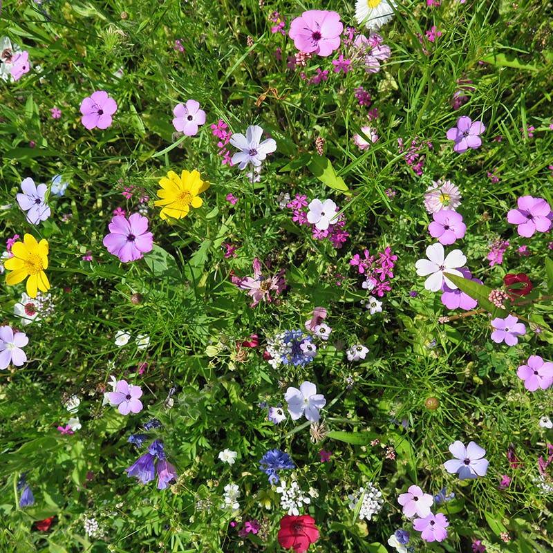 Low-Grow Wildflower Seed Mix | American Meadows