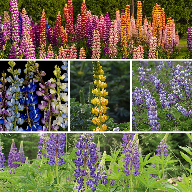 Lupine Seed Mix, Lupinus | American Meadows