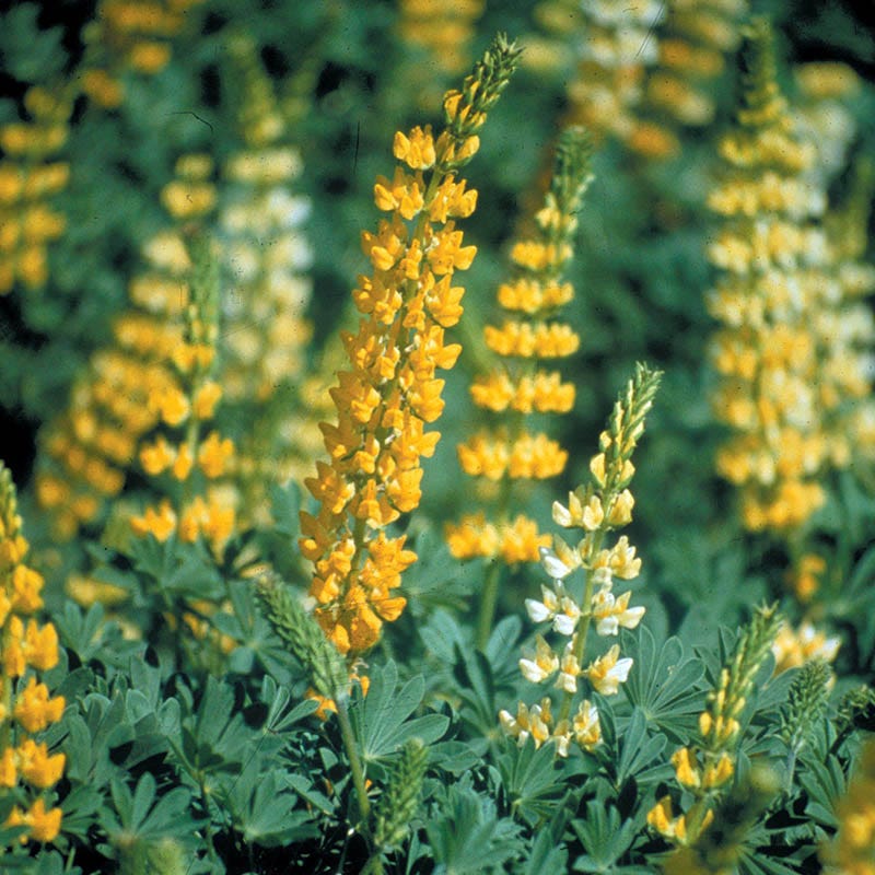 Golden Lupine Seeds, Lupinus Densiflorus Aureus | American Meadows