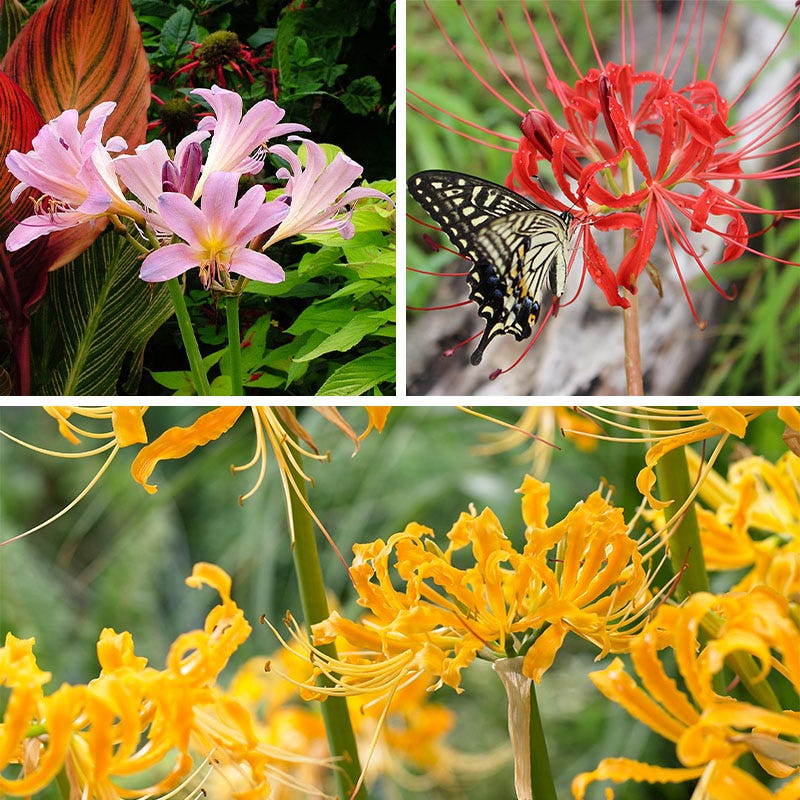 Magic Spider Lily Bulb Collection | American Meadows