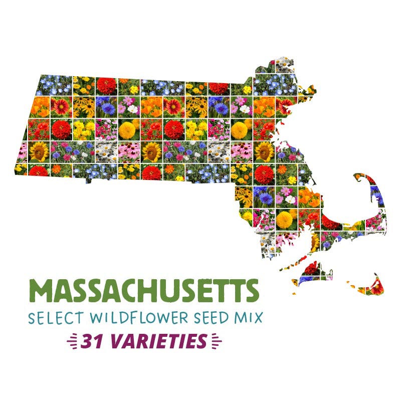 Massachusetts Wildflower Seed Mix | 31 Easy-Grow Blooms