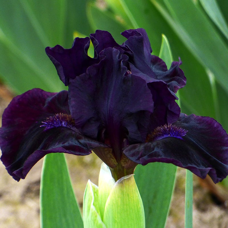 Mink River Dwarf Bearded Iris, Iris pumila | American Meadows