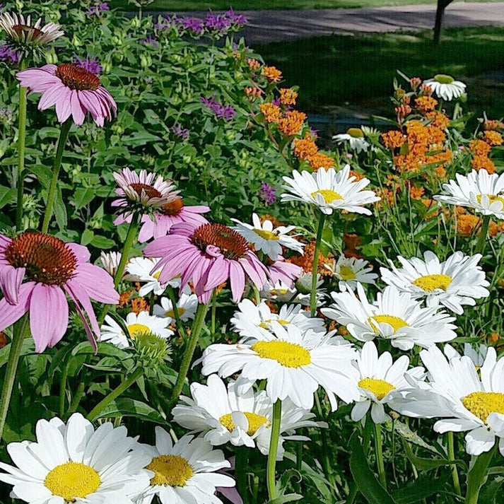 Monarch Magnet Pre-Planned Garden | American Meadows