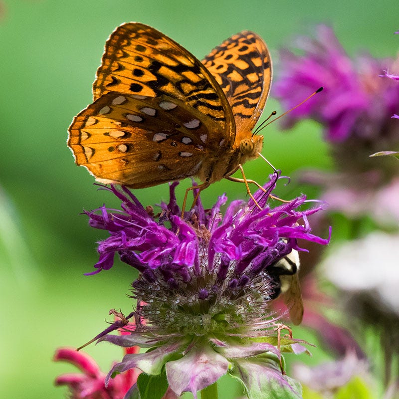 Balmy Purple Bee Balm, Monarda | American Meadows