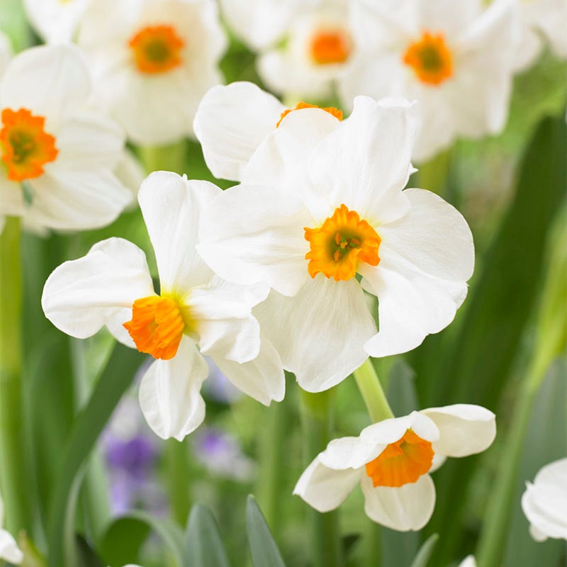 Geranium Tazetta Daffodil Bulbs | American Meadows