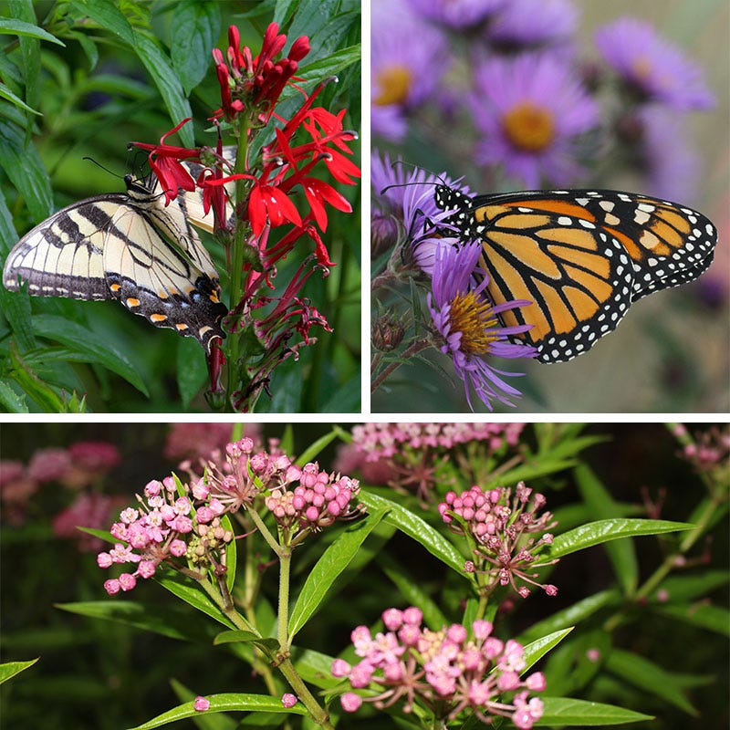 Native Pollinator Pit Stop Plant Collection | American Meadows