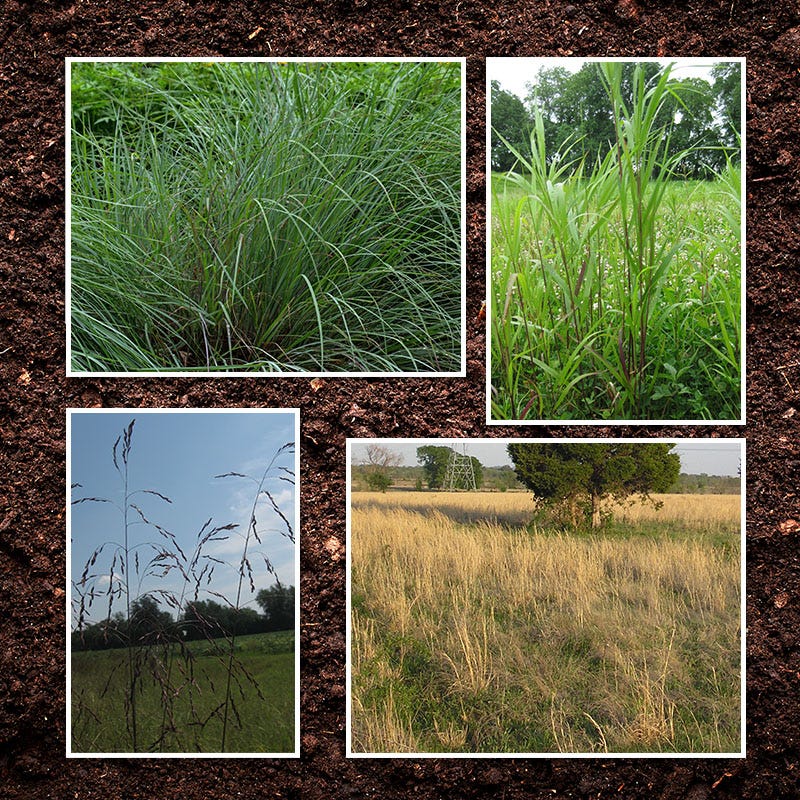 Southeast Native Grass Seed Mix | American Meadows