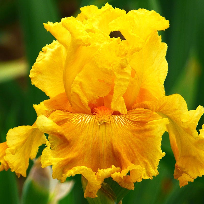 Oregon Firestorm Reblooming Bearded Iris, Iris germanica | American Meadows