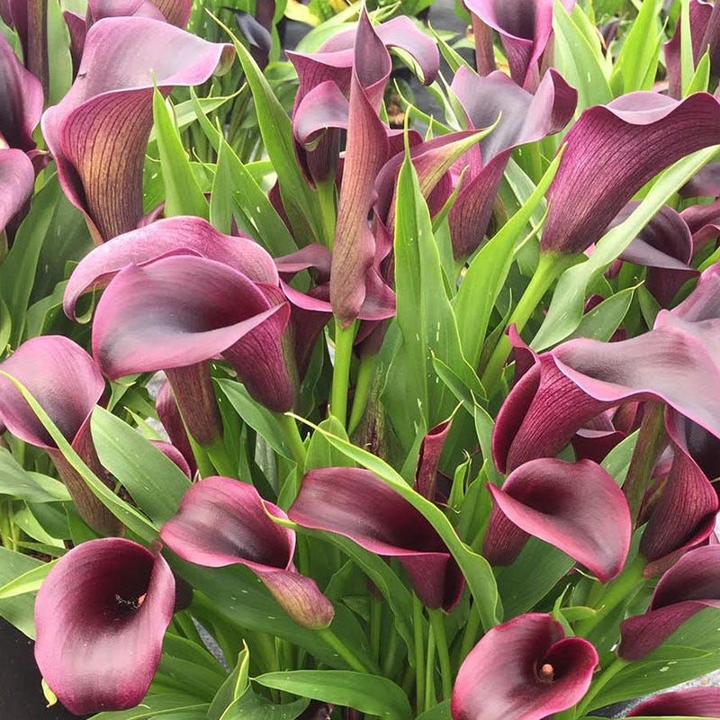 Outback Calla Lily, Zantedeschia | American Meadows