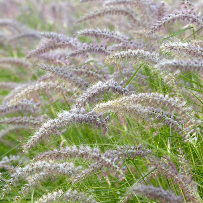 Karley Rose Fountain Grass, Pennisetum | American Meadows