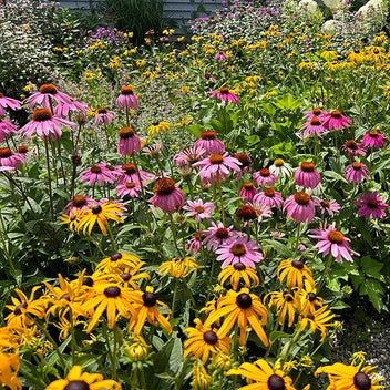 How to Grow Daisies | American Meadows