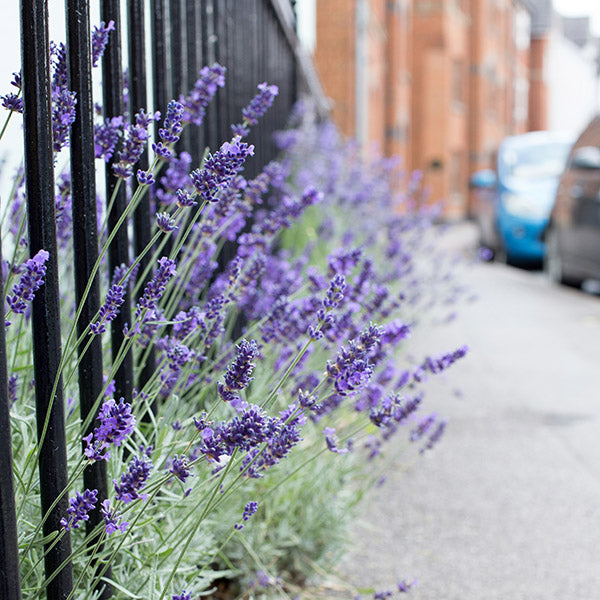How To Grow Texas Bluebonnets | American Meadows