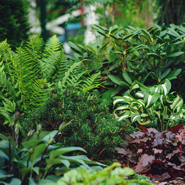Private Jet Arborvitae, Thuja occidentalis | American Meadows