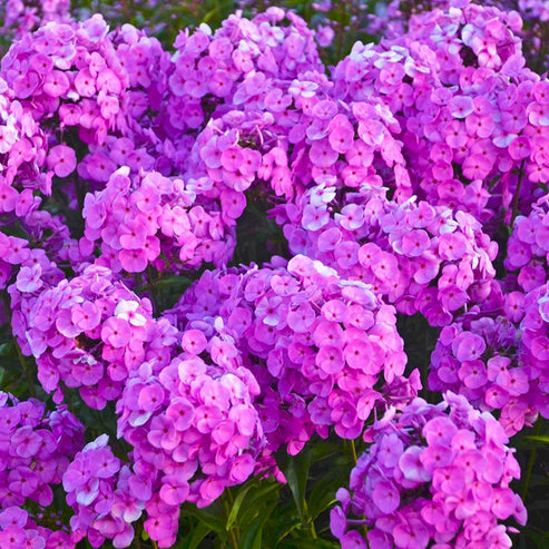 Fashionably Early Flamingo Phlox | American Meadows