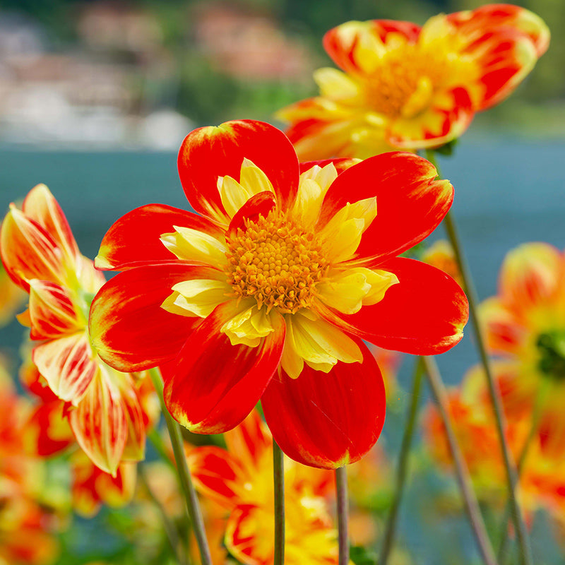 Pooh Collarette Dahlia | Pollinator Magnet with Personality