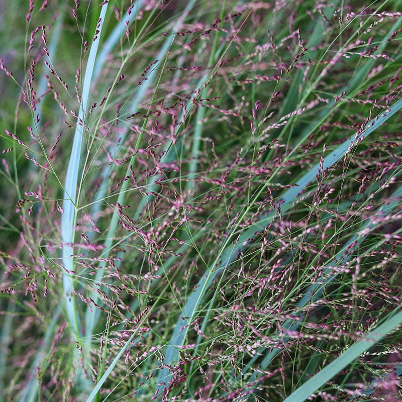 Prairie Dog Switchgrass, Panicum virgatum | American Meadows
