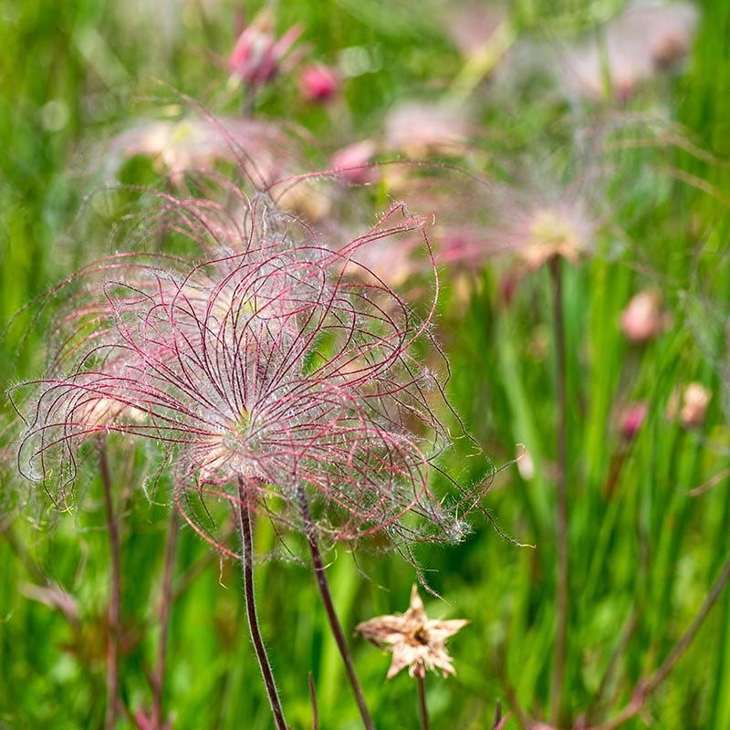 Prairie Smoke, Geum triflorum | American Meadows