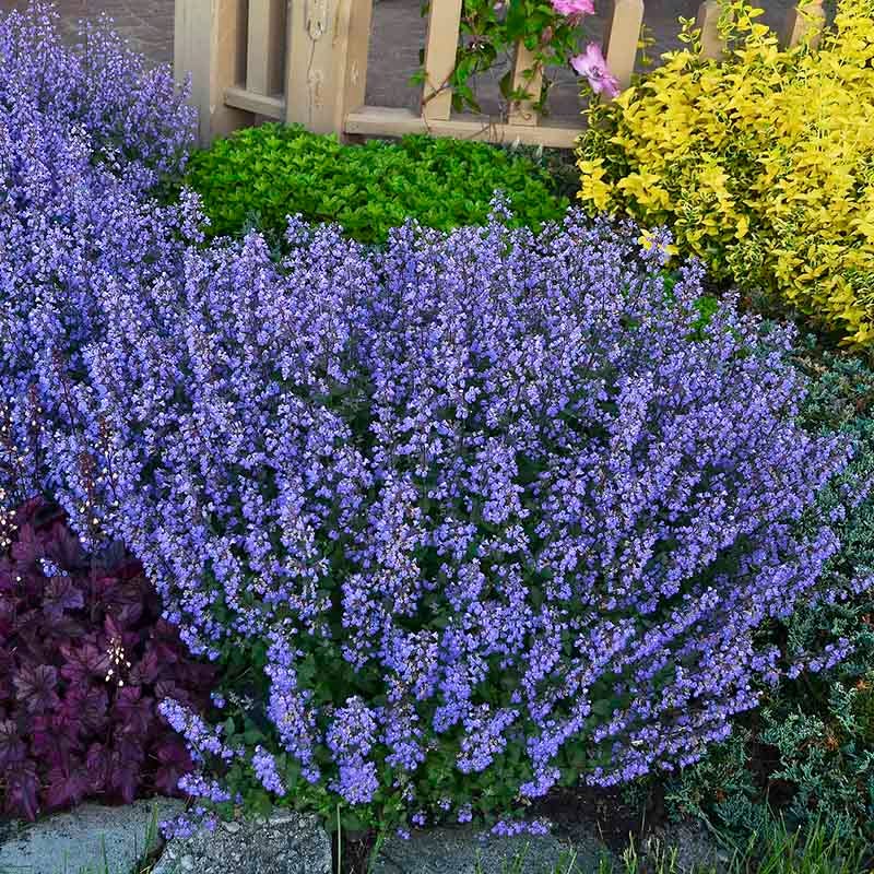 Purrsian Blue Nepeta | Fragrant Blue Blooms, Catmint