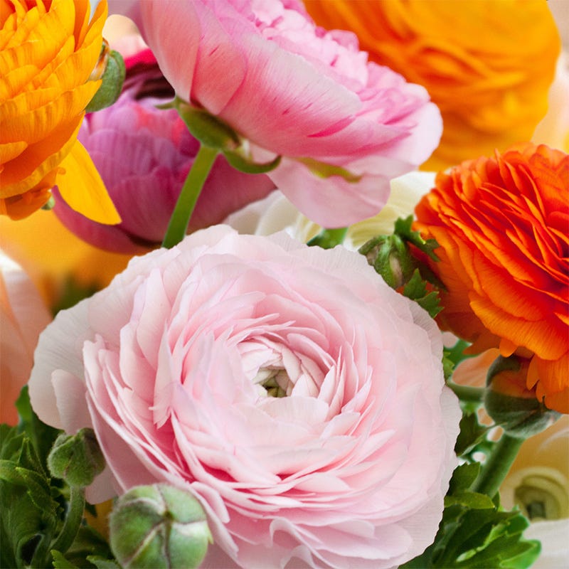 Aviv Salmon Ranunculus | Romantic Spring Blooms