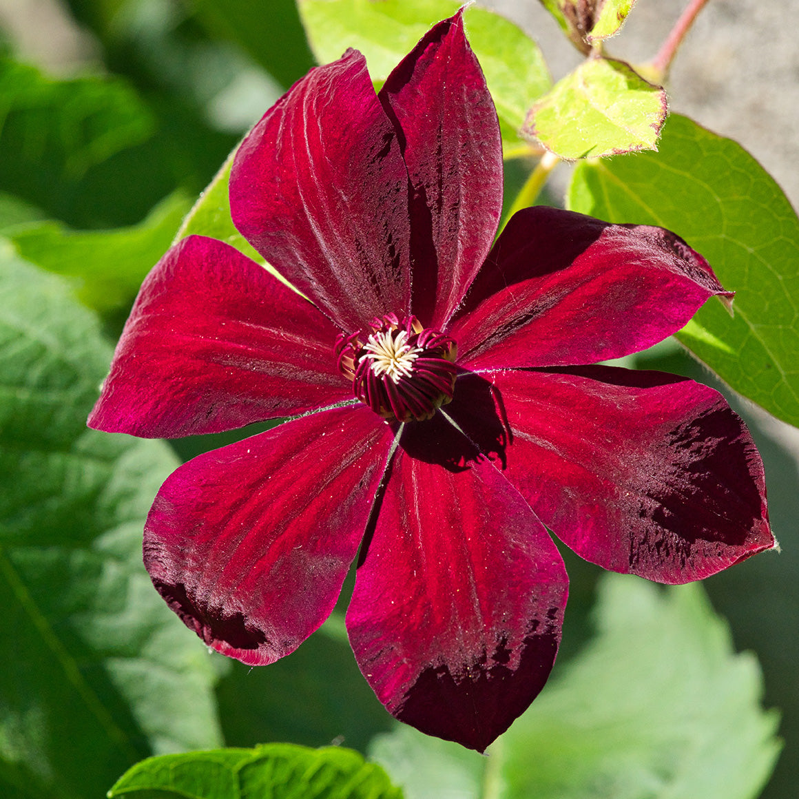 Rebecca™ Clematis | Reblooming Red Flowering Vine